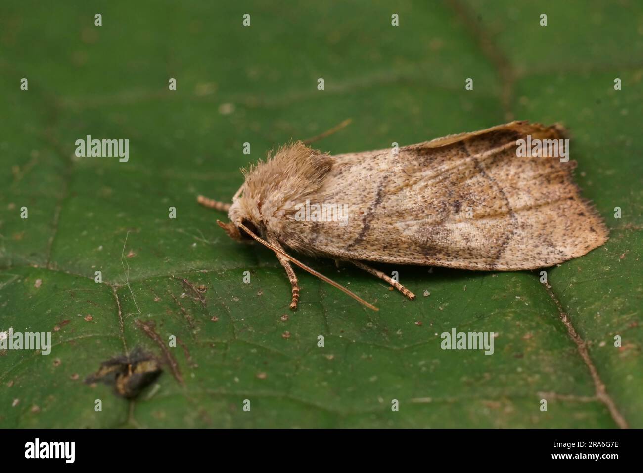 Detailed closeup on the light brown Dun-bar owlet moth, Cosmia ...