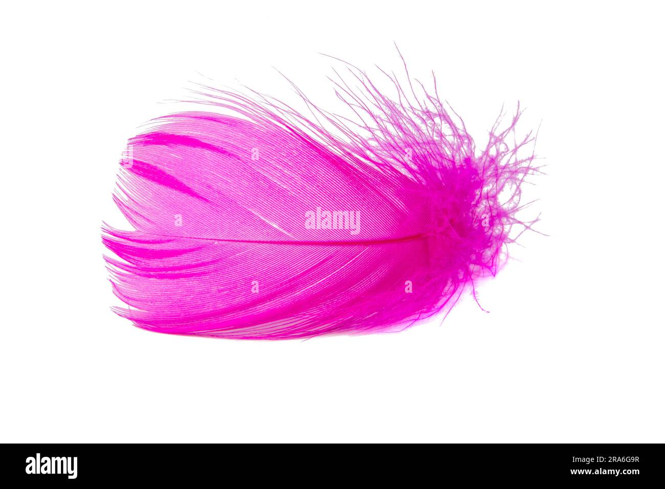 Elegant fluffy feather isolated on the white background Stock Photo - Alamy