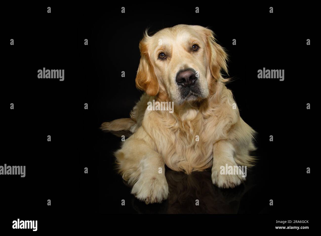 Portrait attentive labrador retriever puppy dog lying down and tilting ...