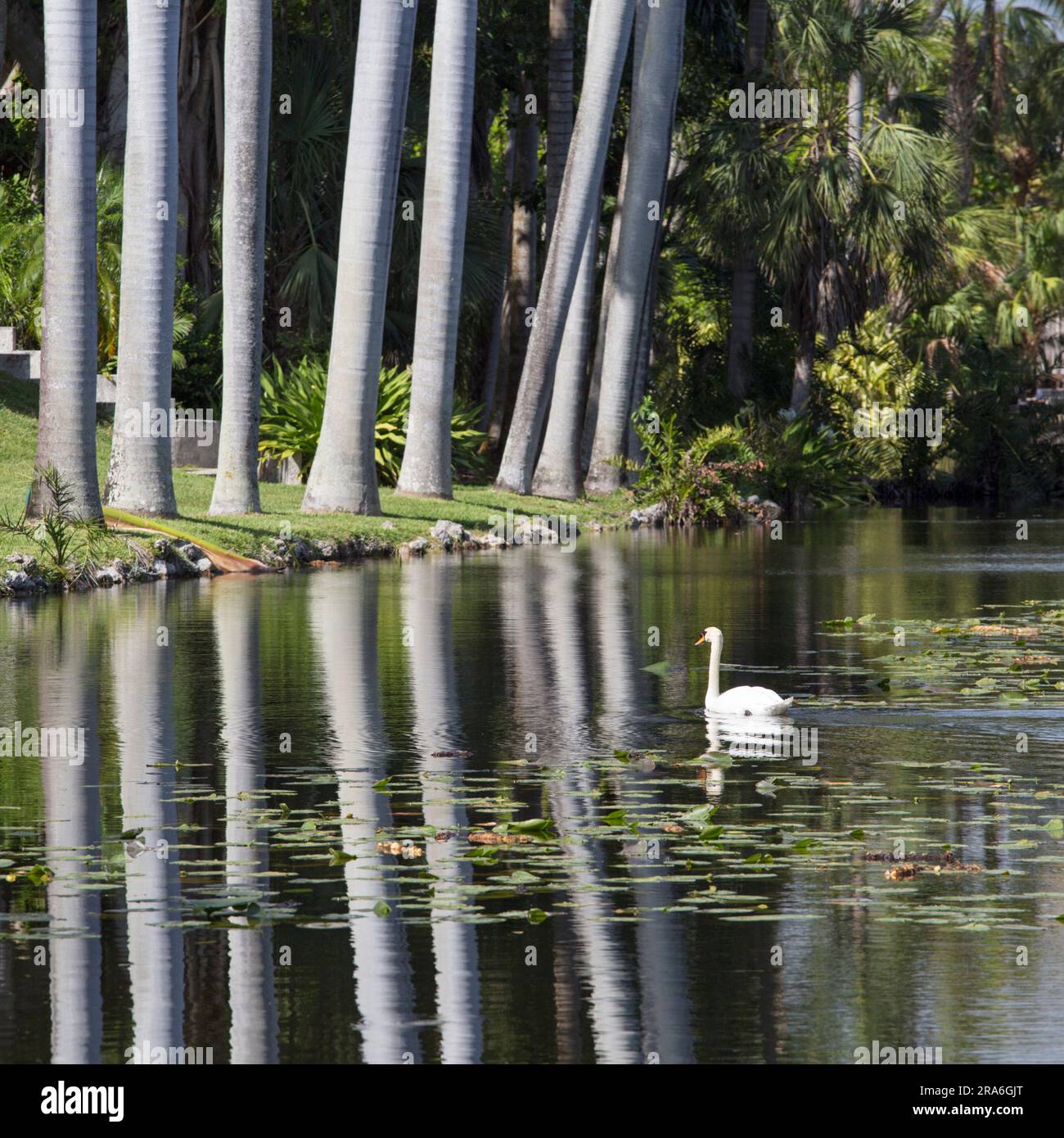 Fort Lauderdale, Florida, USA. View across tranquil Bonnet House Slough ...