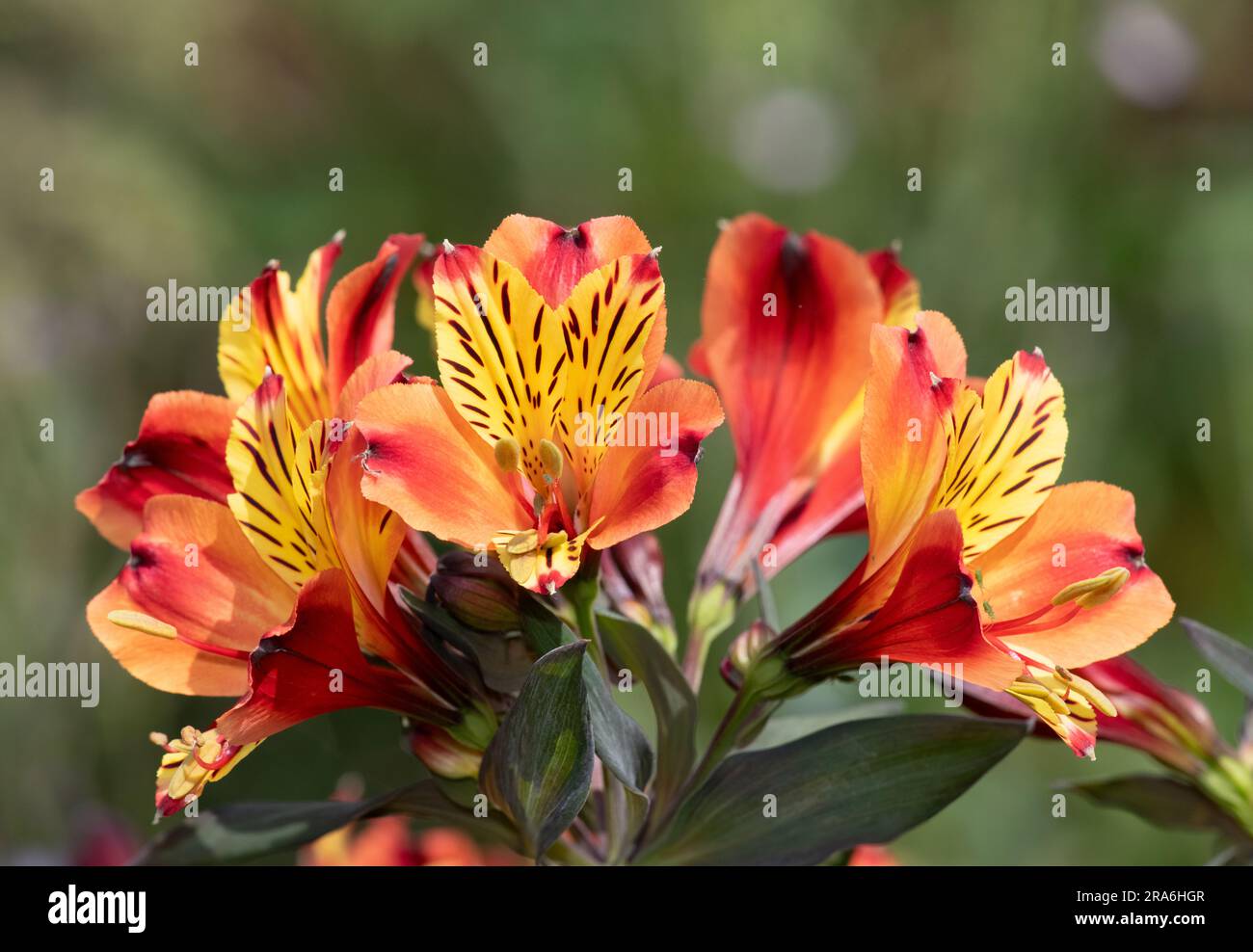 Close up of Peruvian lilies (alstroemeria) in bloom Stock Photo - Alamy