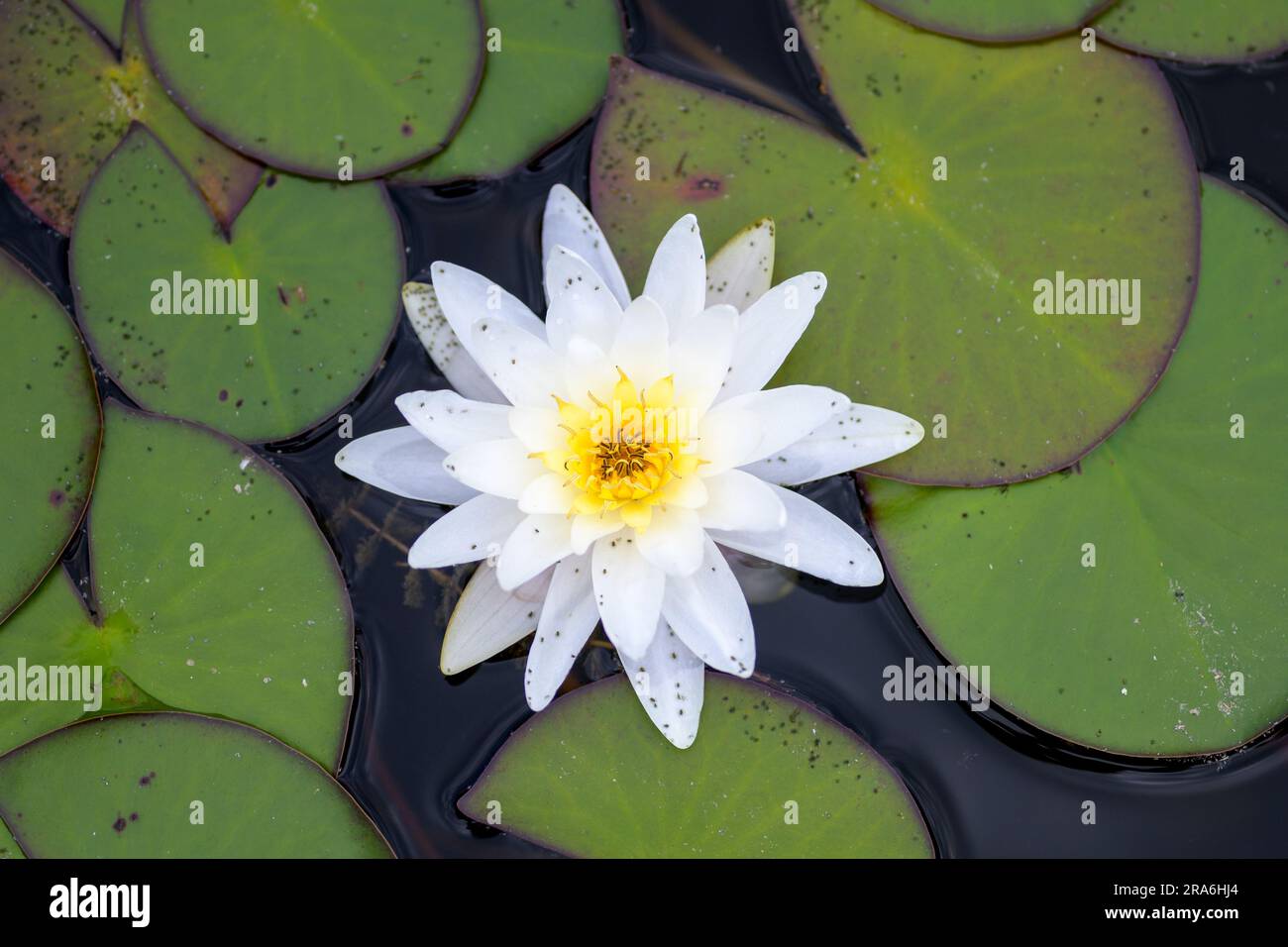White water lily above hi-res stock photography and images - Alamy