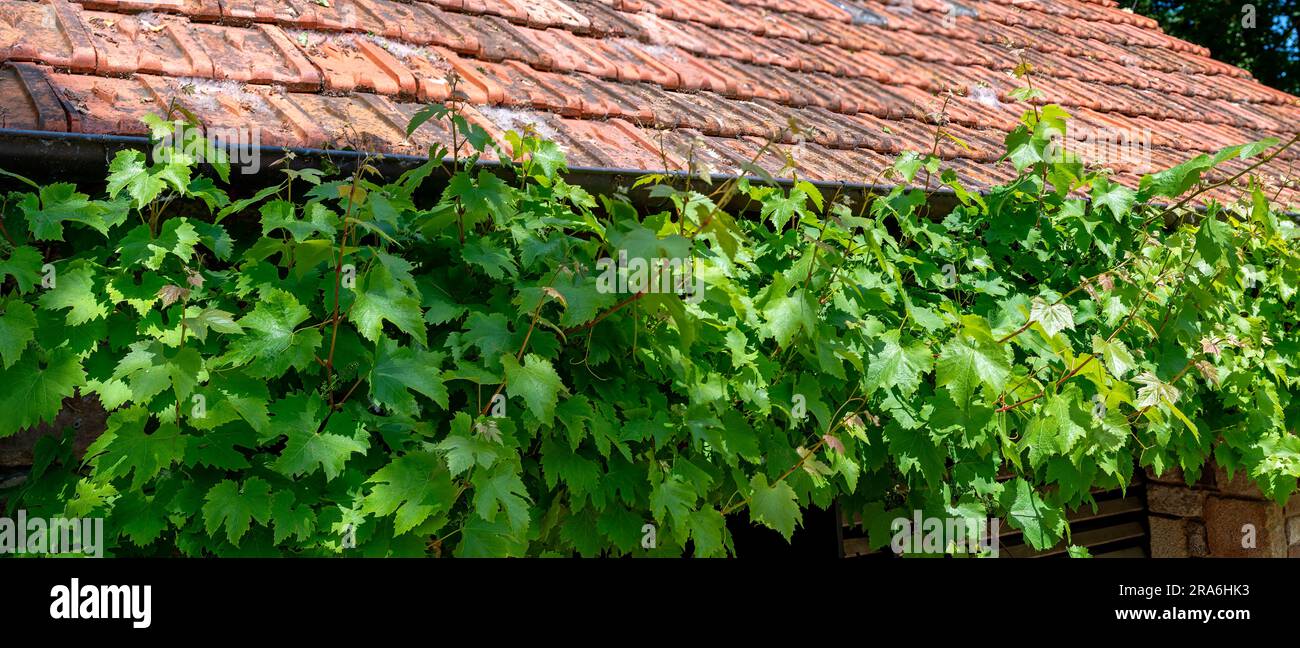 lush growing grape vine under an old tiled roof along the gutter at ...