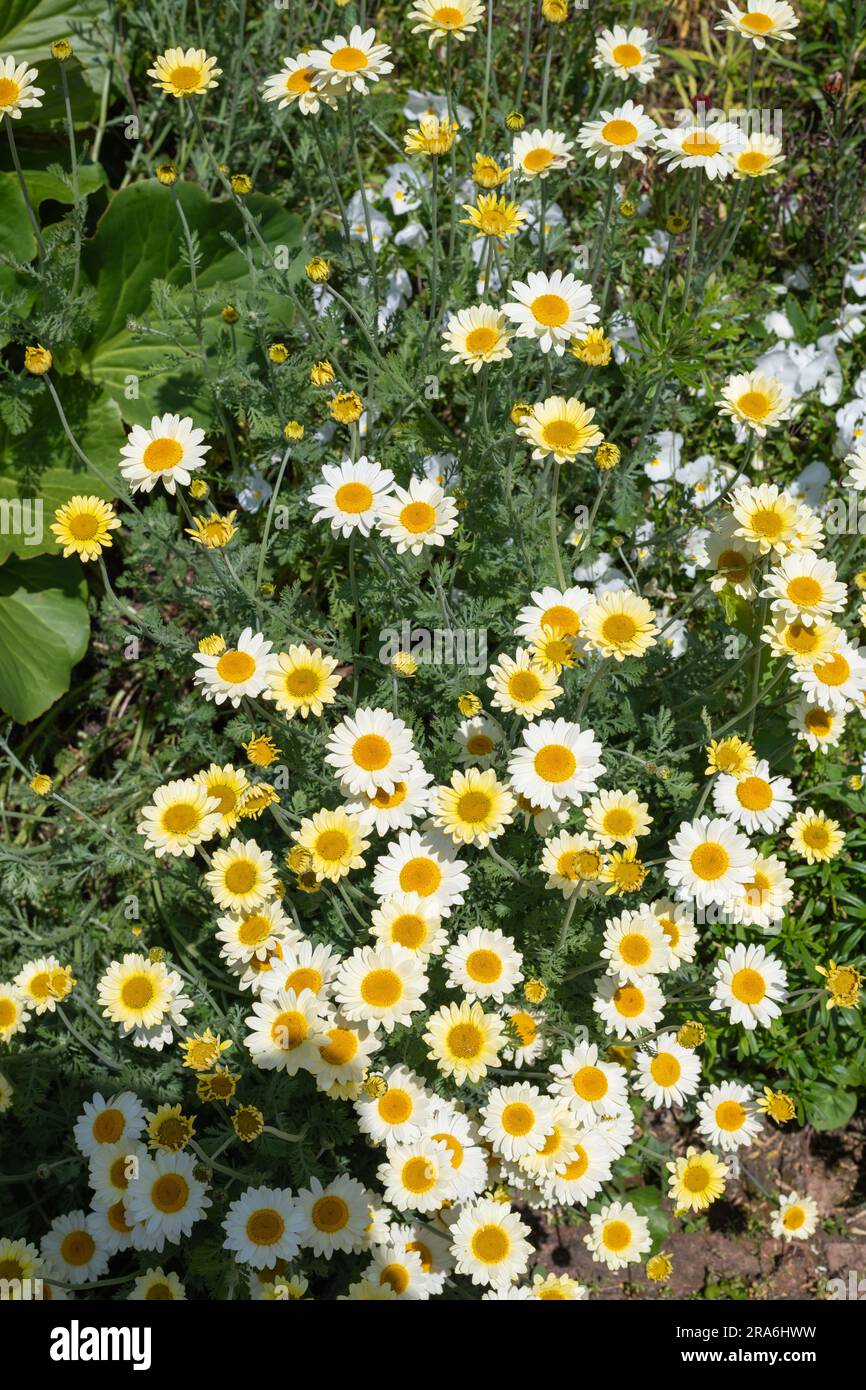 Yellow chamomile (cota tinctoria) flowers in bloom Stock Photo - Alamy