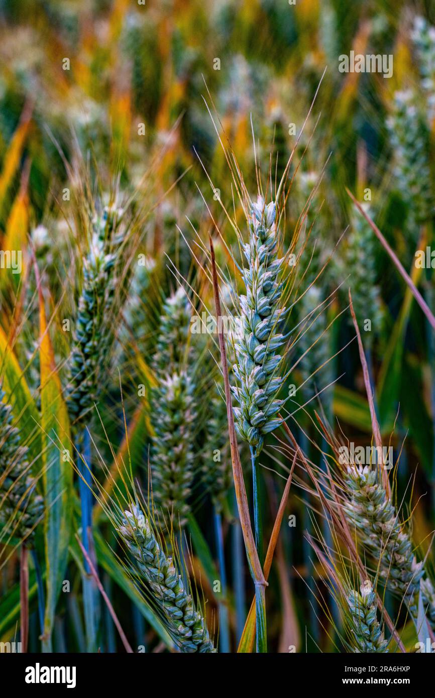 Close-up of ears wheat, or grain, in mid-summer, as they ripen ready ...