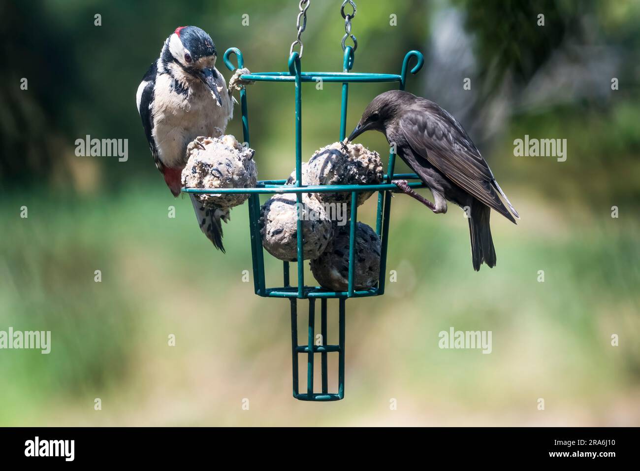 Fat feeding hi-res stock photography and images - Alamy