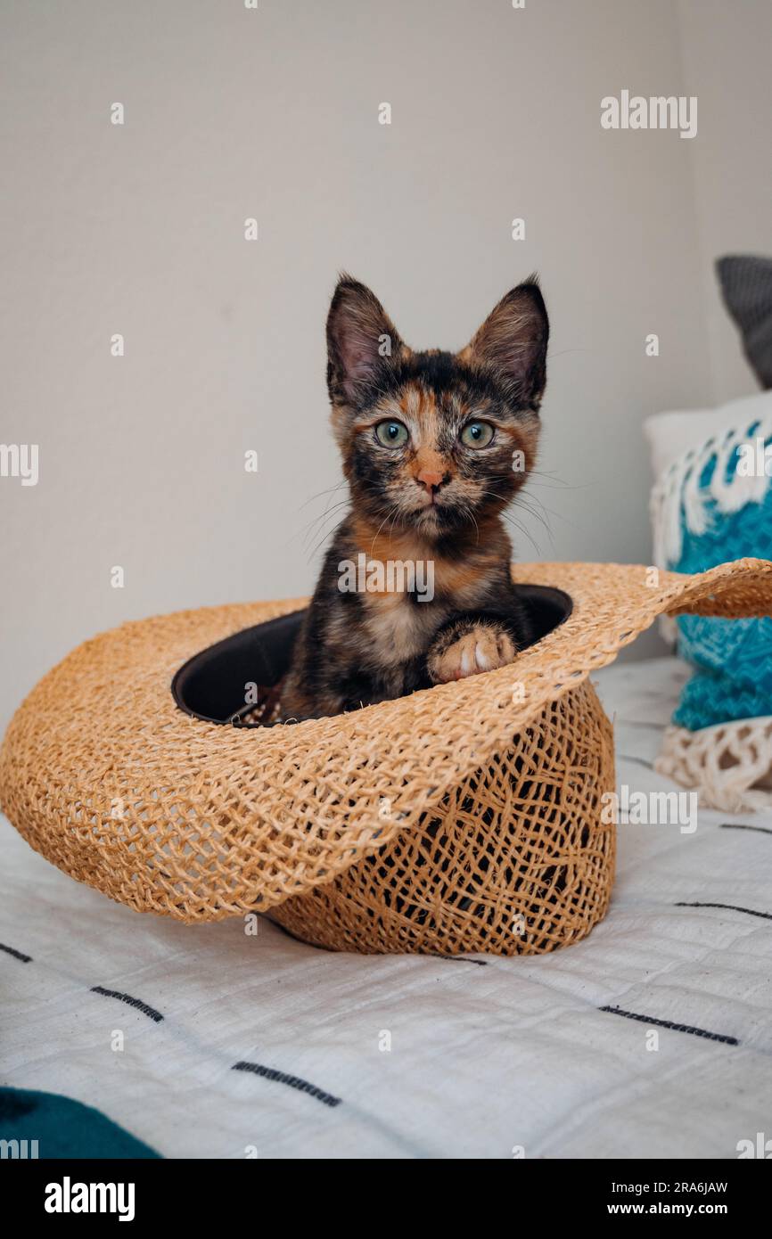 Adorable calico kitten sitting in straw hat; cat sitting in hat, cat in ...