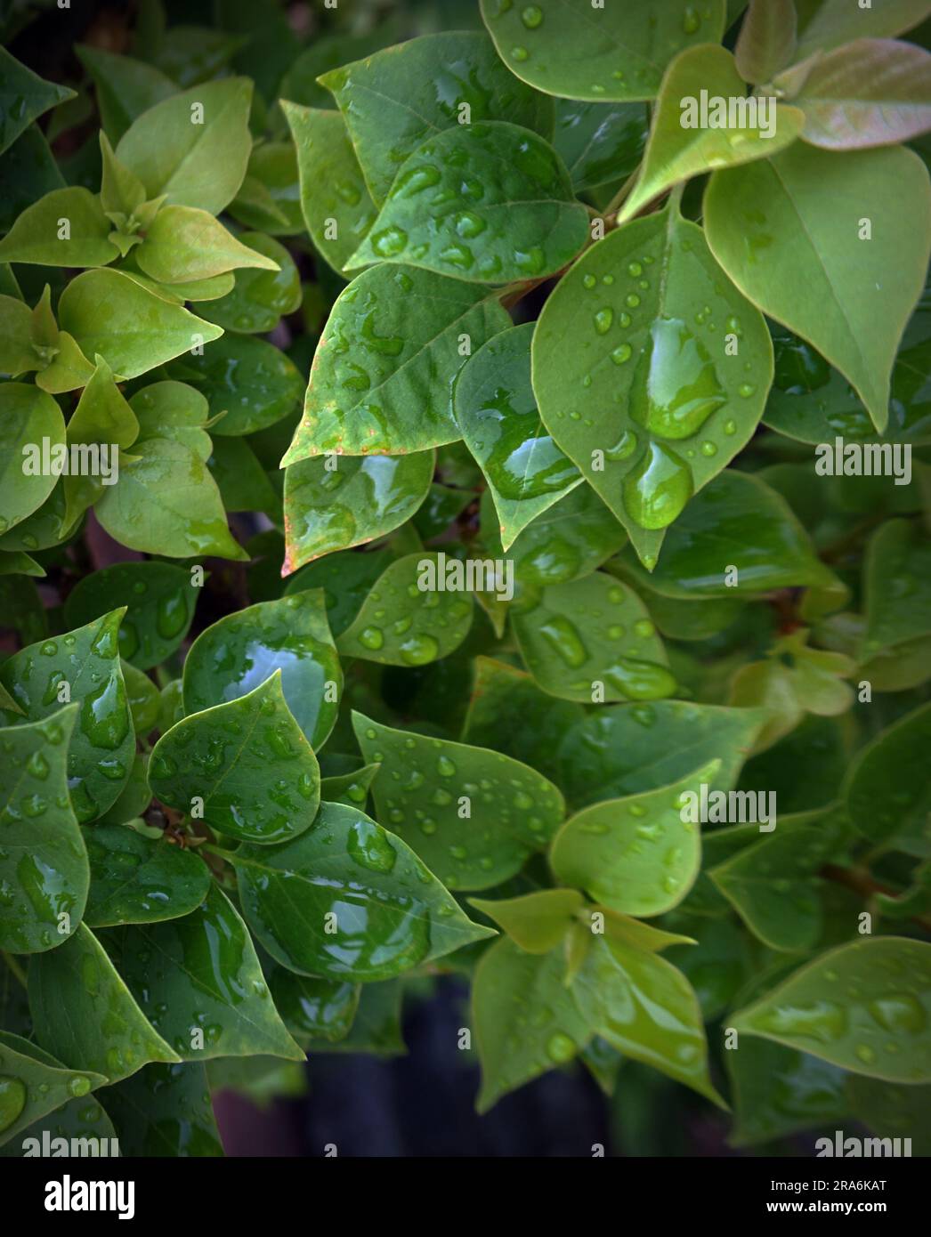 Branch many leaves beautiful green hi-res stock photography and images ...