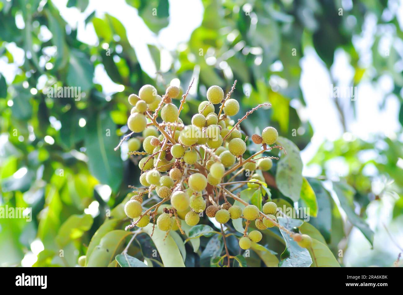 longan, thai fruit or Dimocarpus longan or longan tree in the orchard ...