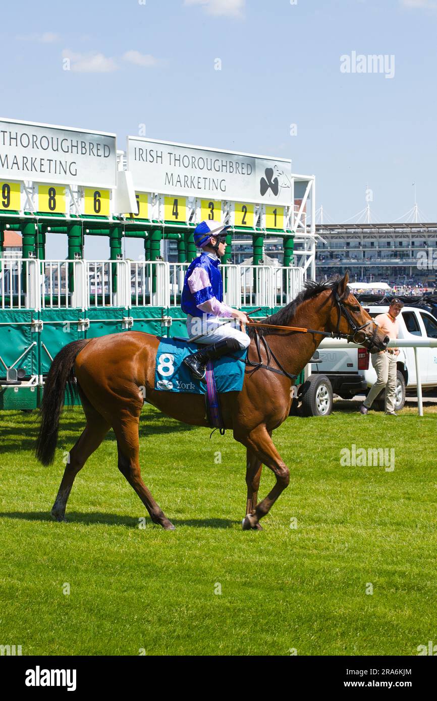 Macmillan charity raceday york racecourse hi-res stock photography and images - Alamy