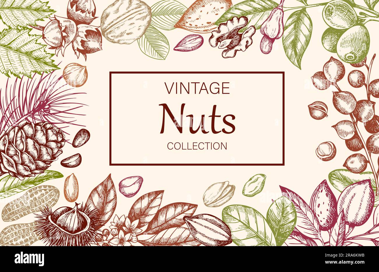 Vintage horizontal background with various nuts. Banner with almond ...