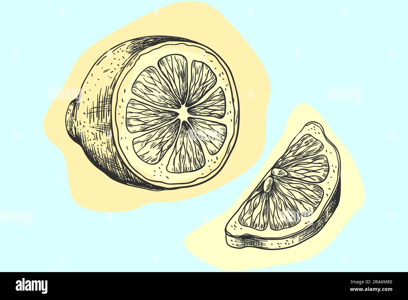 Hand drawn lemon. Sketch style drawing, exotic citrus fruit, half and ...