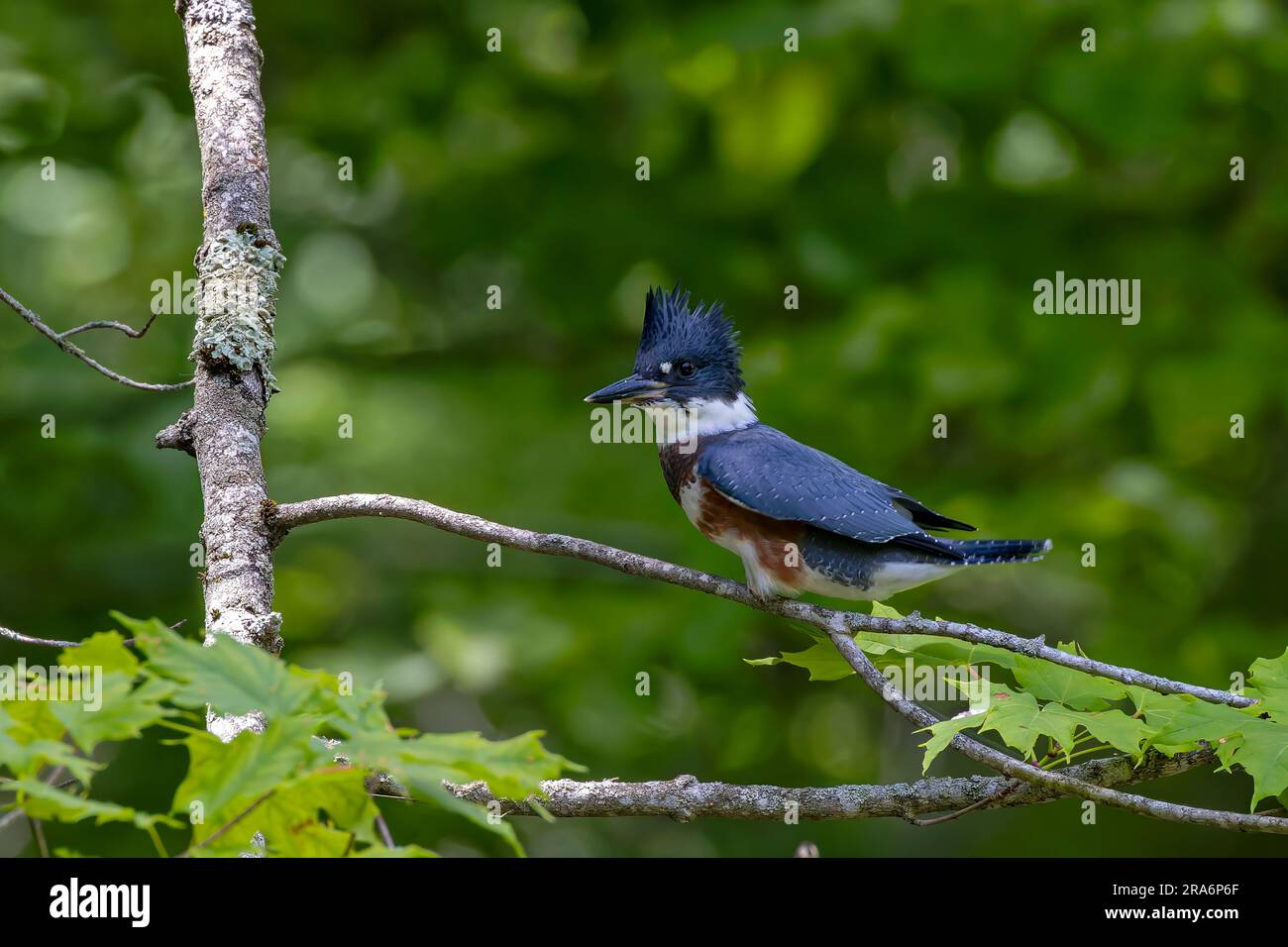 The belted kingfisher (Megaceryle alcyon) Migration bird native to ...