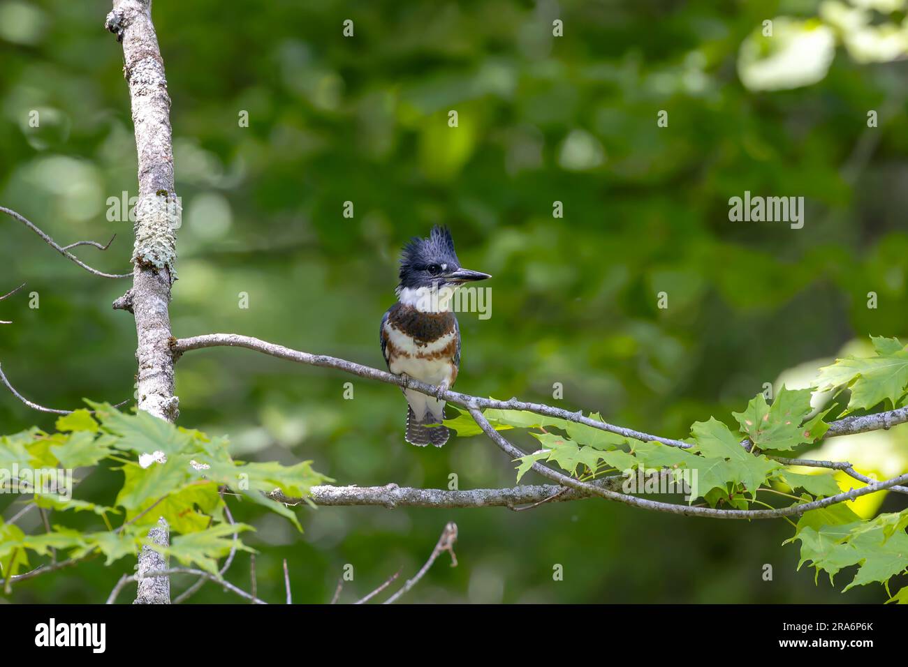 The belted kingfisher (Megaceryle alcyon) Migration bird native to ...