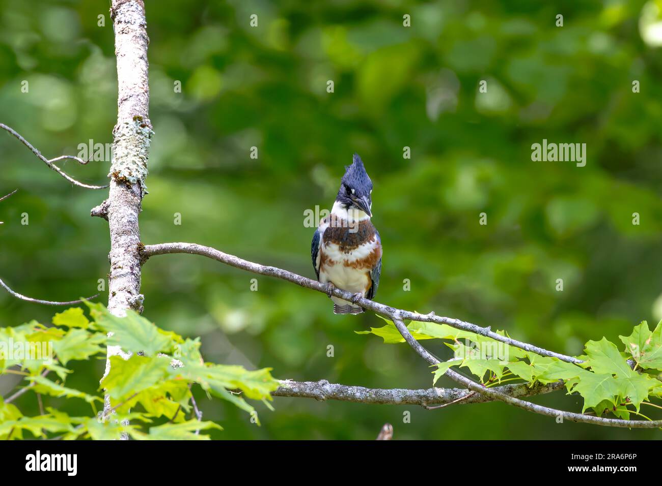 The belted kingfisher (Megaceryle alcyon) Migration bird native to ...