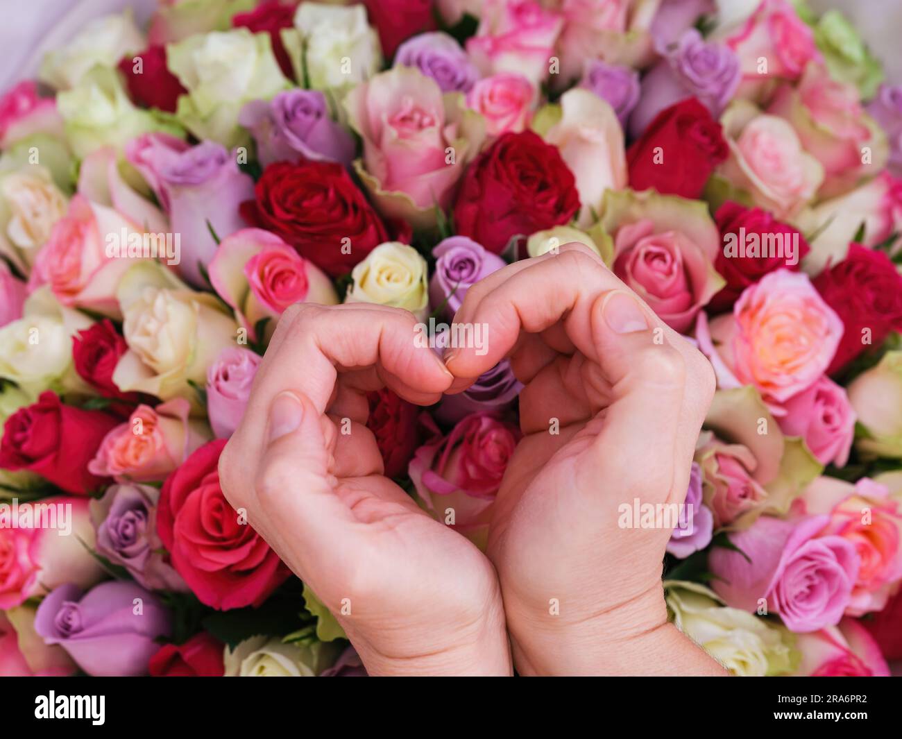 Purple rose flower hands hi-res stock photography and images - Alamy