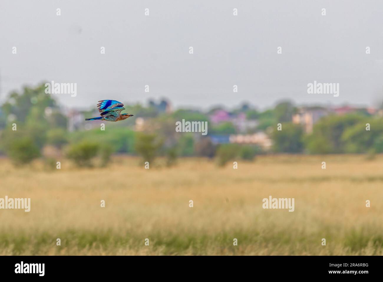 Indian roller in flight hi-res stock photography and images - Alamy