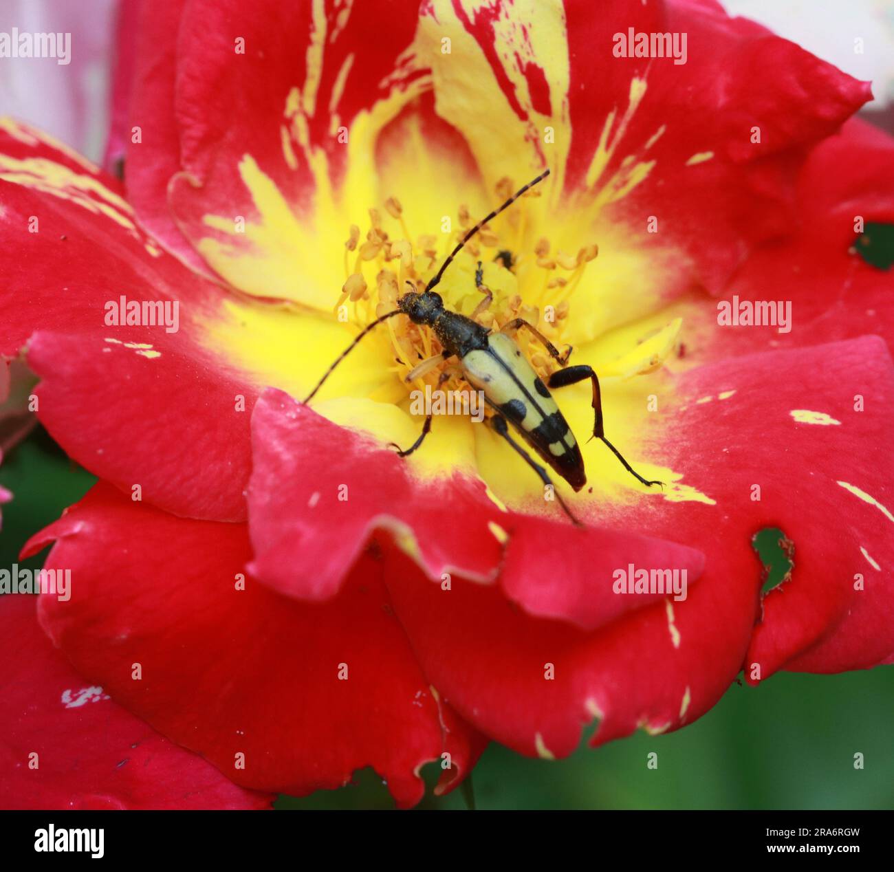 Red long horn beetle hi-res stock photography and images - Alamy