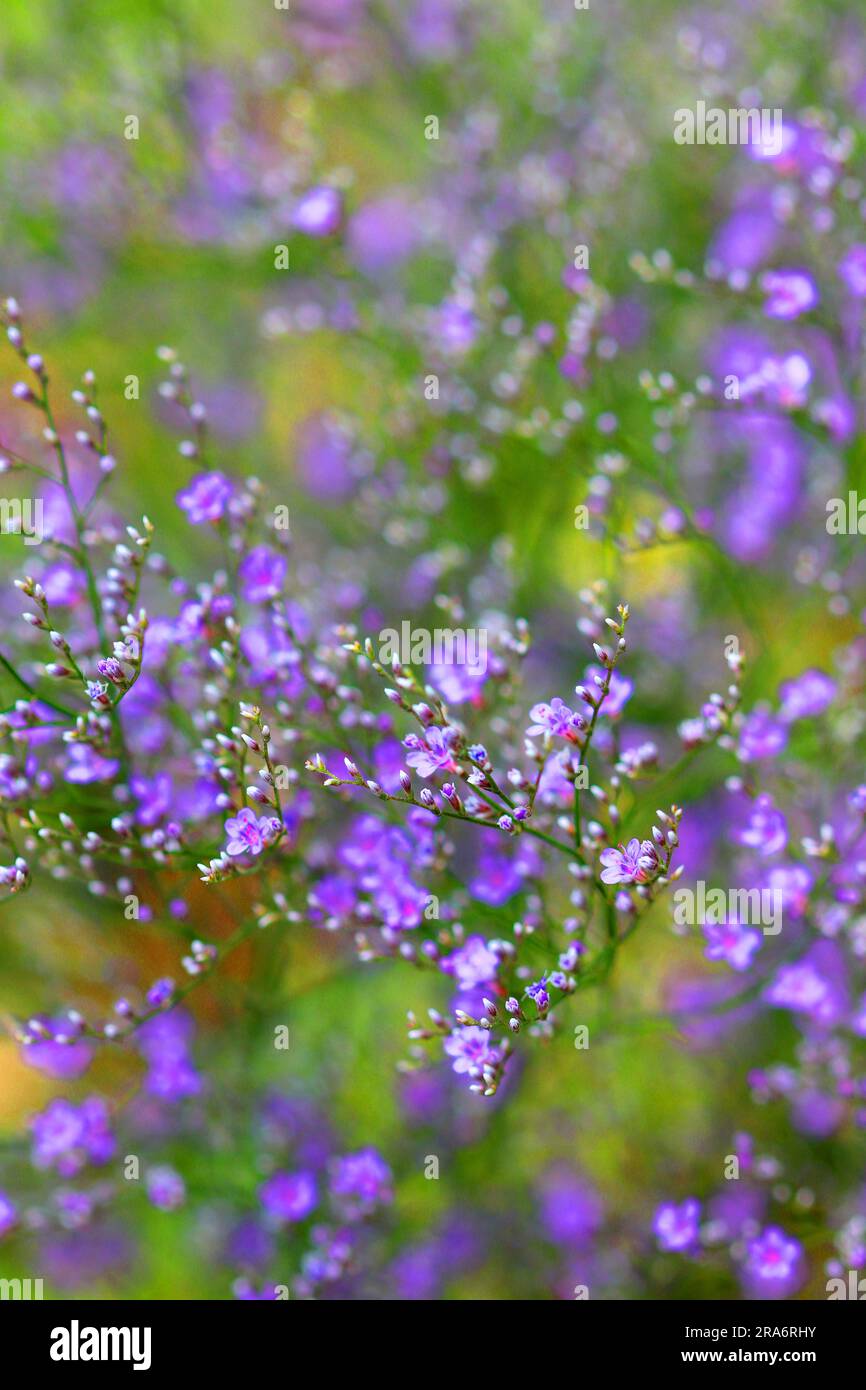 Gypsophila paniculata flower hi-res stock photography and images - Alamy