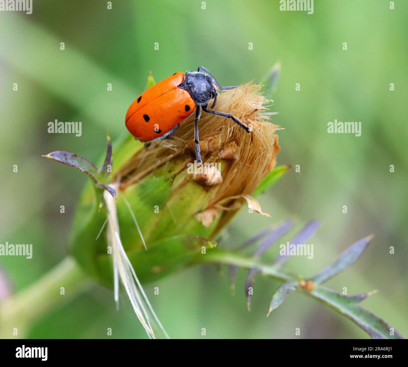 red beetle with black spots on wild flower seed head Stock Photo - Alamy