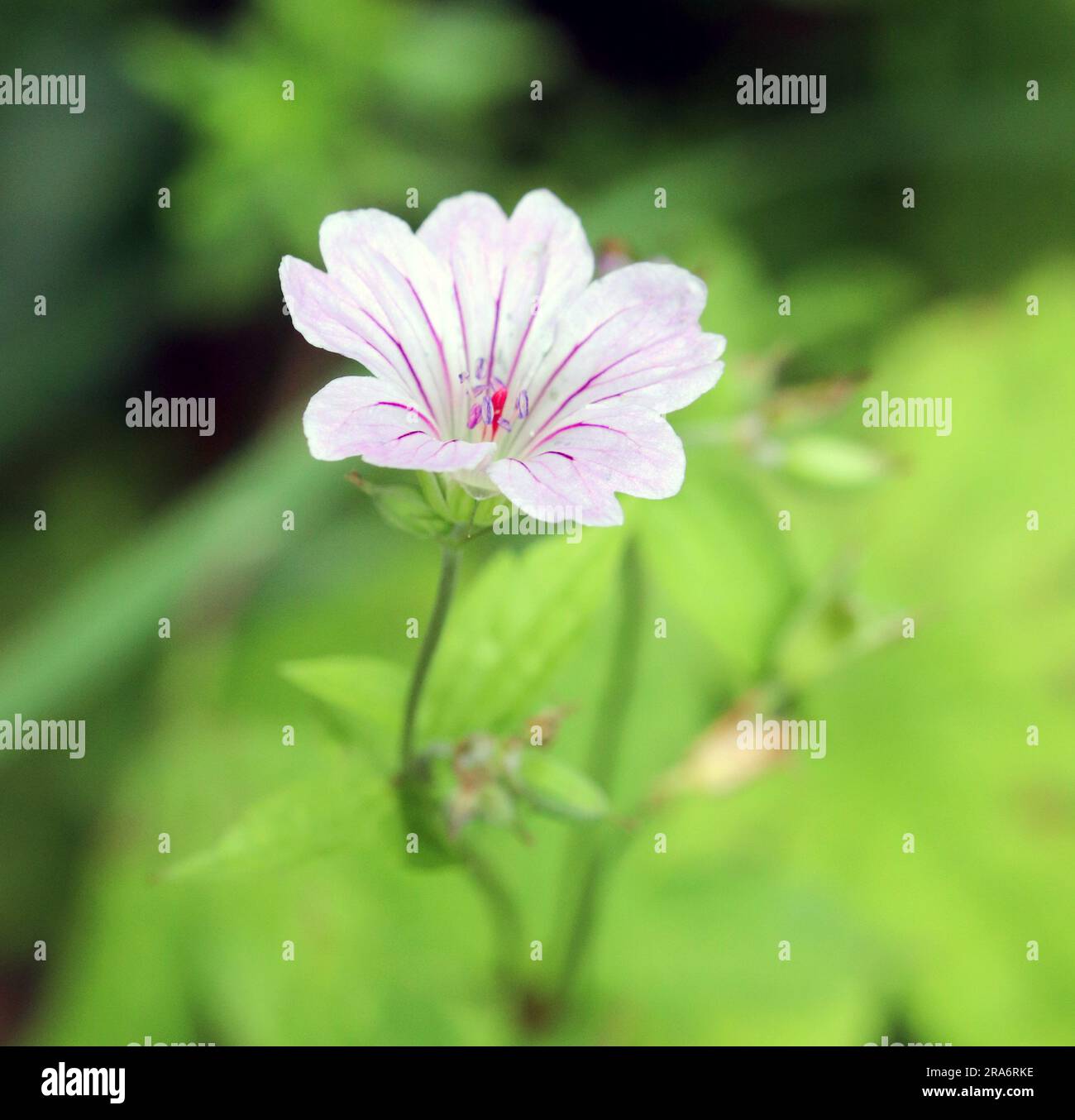 Dove’s foot cranesbill Geranium molle Stock Photo - Alamy