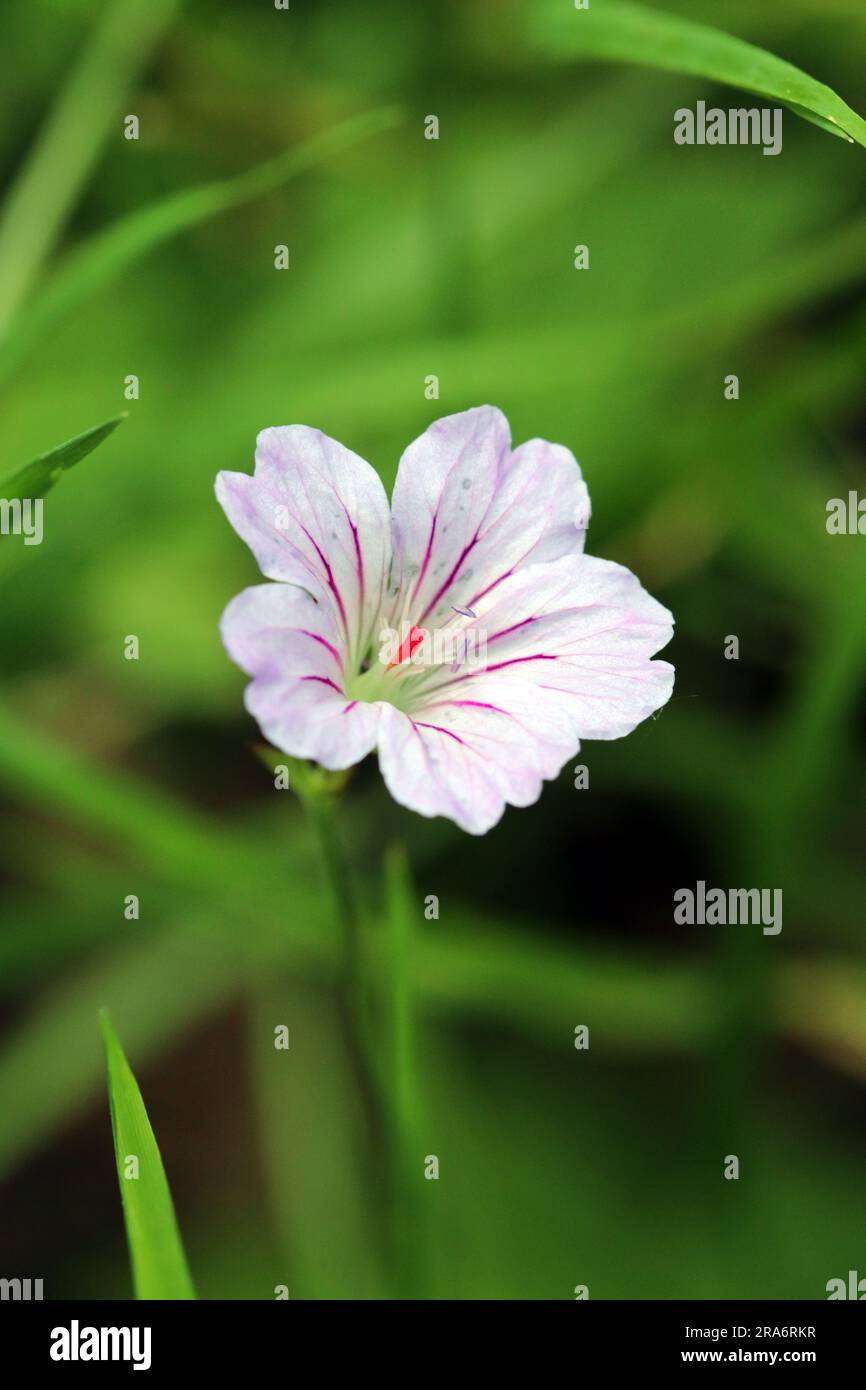 Dove’s foot cranesbill Geranium molle Stock Photo - Alamy