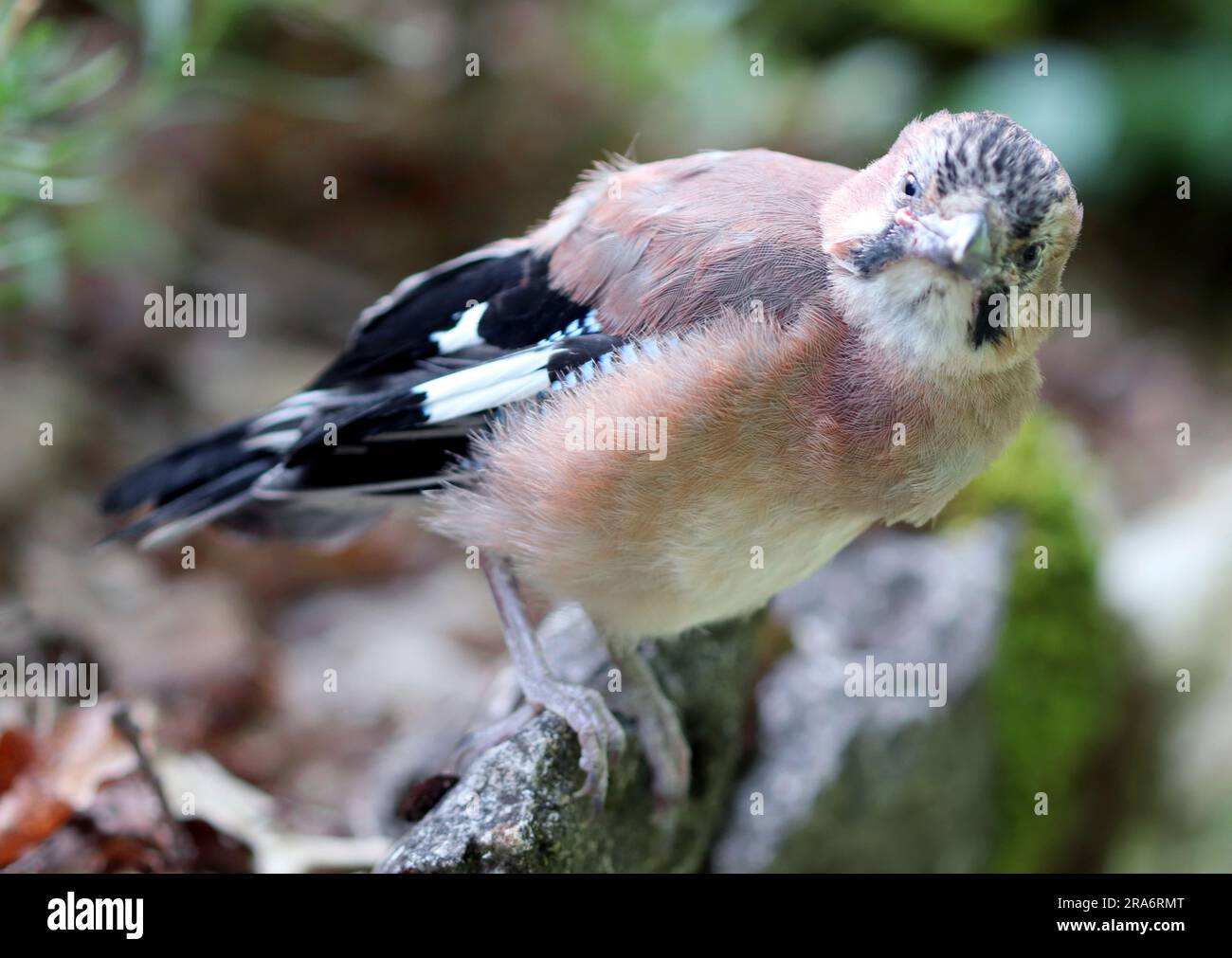 Juvenile jay hi-res stock photography and images - Alamy