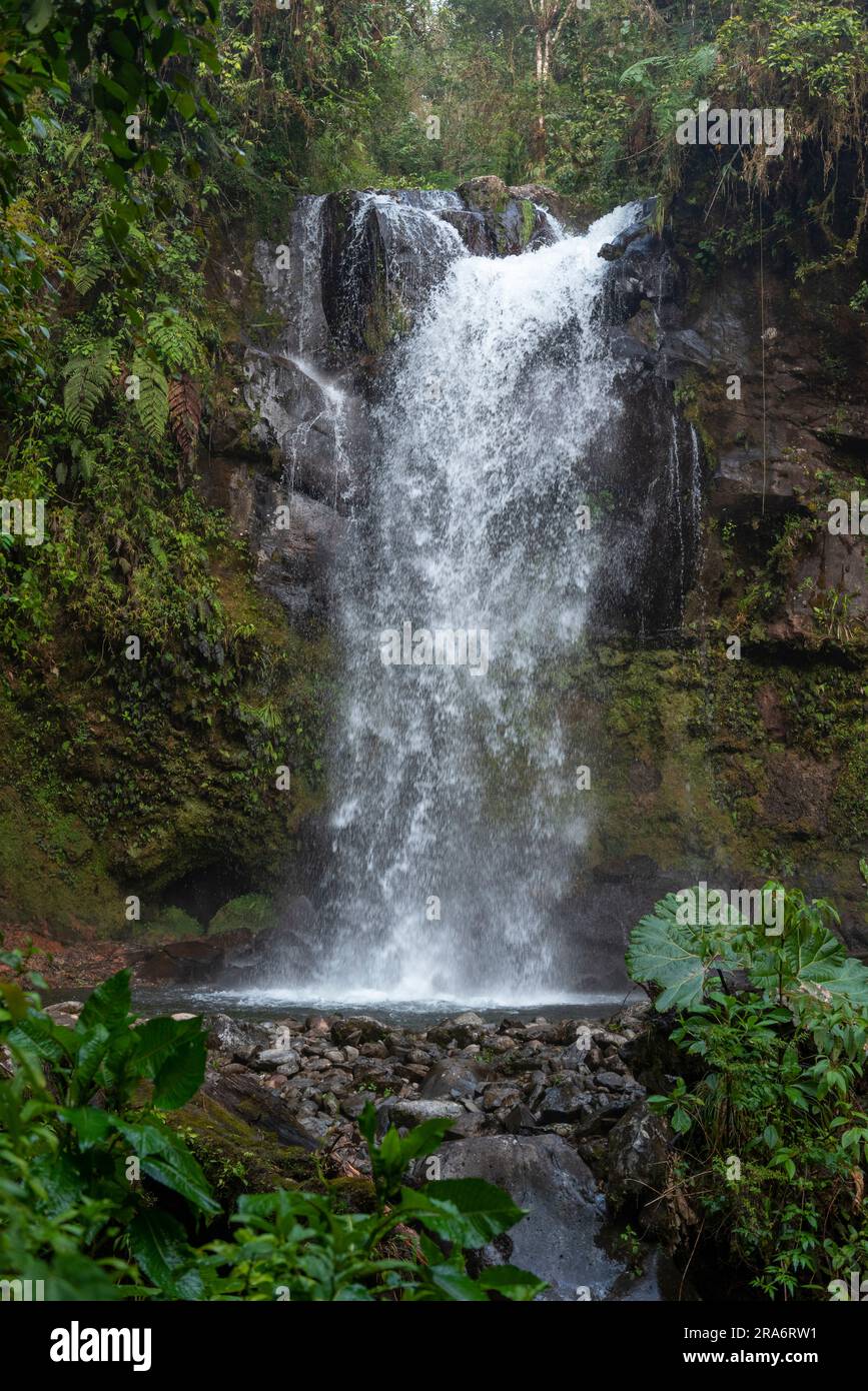 The Lost Waterfalls inside a cloud forest, Boquete, Panama - stock ...