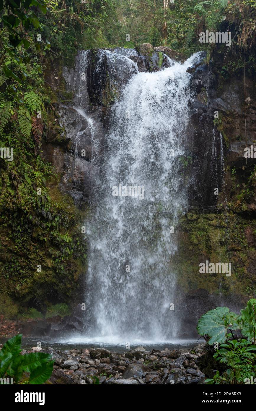 The Lost Waterfalls inside a cloud forest, Boquete, Panama - stock ...