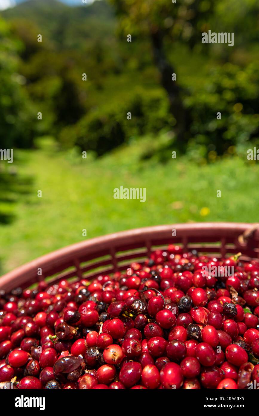 Picking coffee in panama, coffee cherries from a new crop - stock photo ...