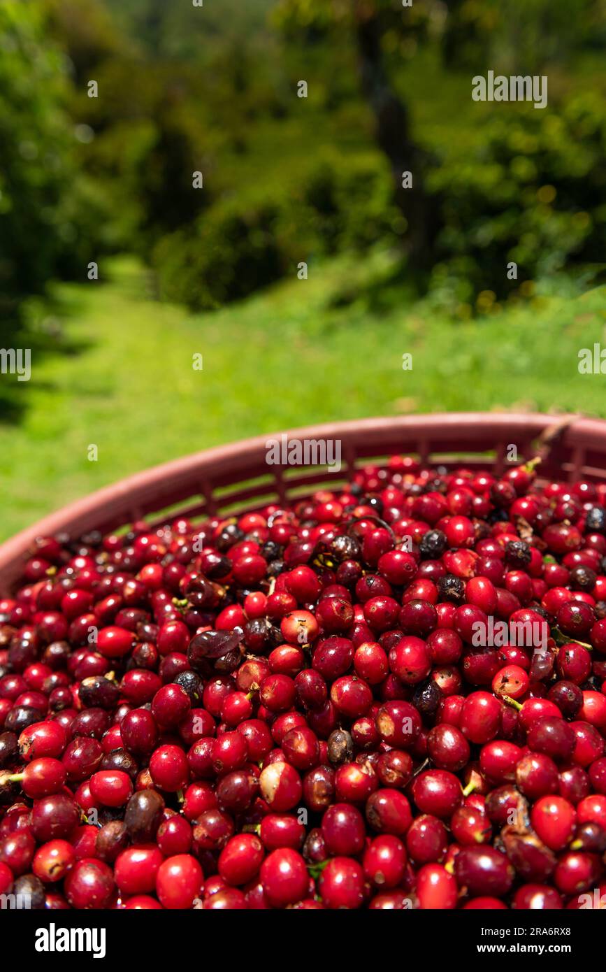 Picking coffee in panama, coffee cherries from a new crop - stock photo ...