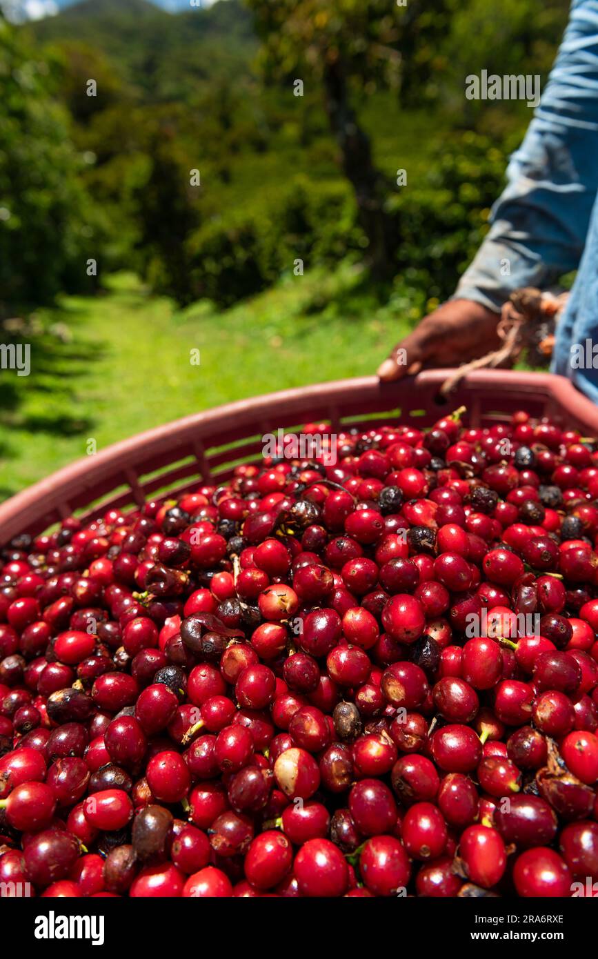 Picking coffee in panama, coffee cherries from a new crop - stock photo ...