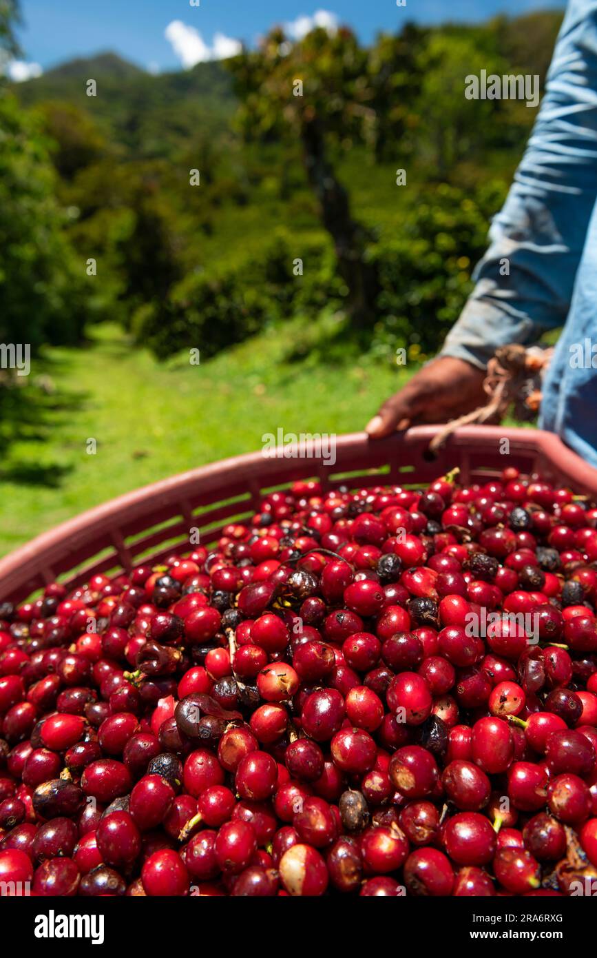 Picking coffee in panama, coffee cherries from a new crop - stock photo ...