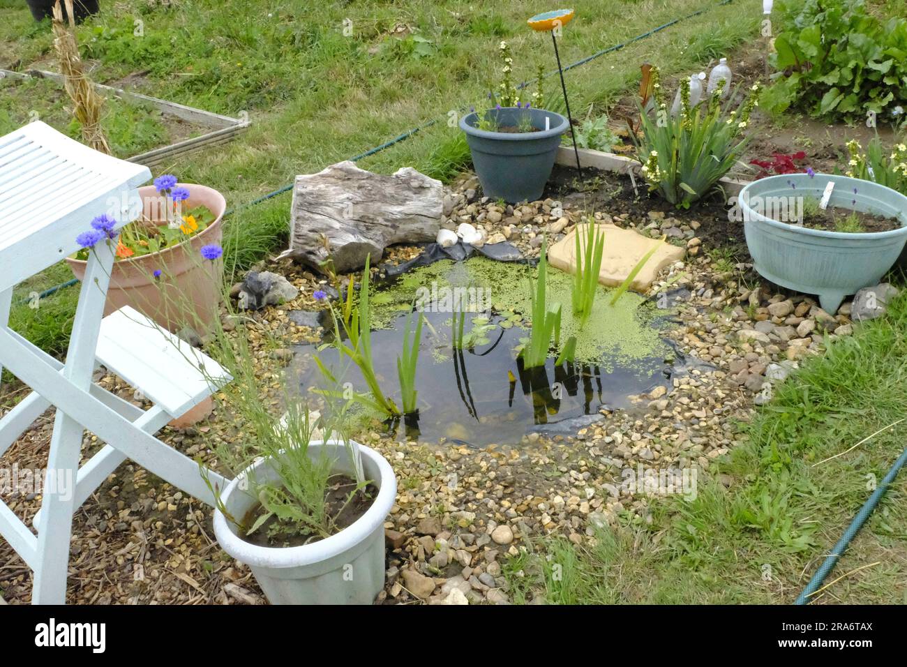 Small wildlife pond on an allotment plot. Planted with Duckweed and ...