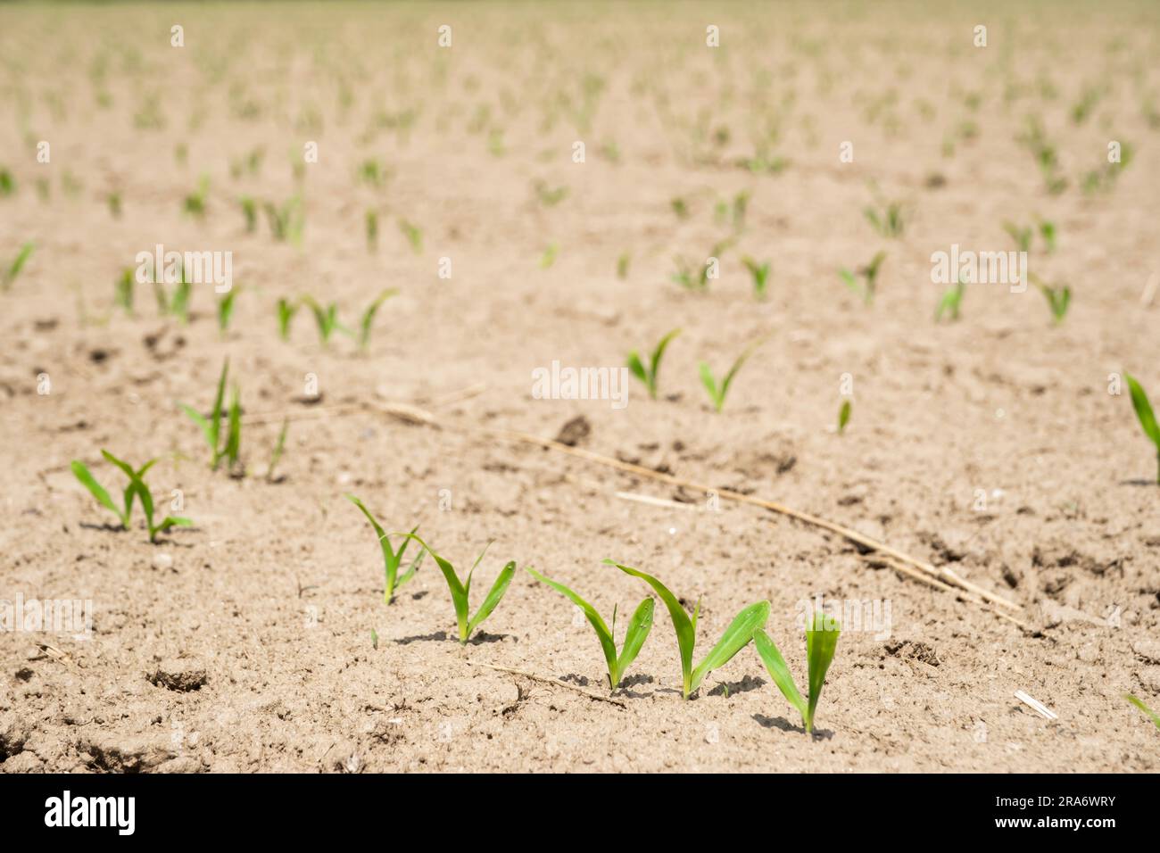 Stalks young corn grow hi-res stock photography and images - Alamy