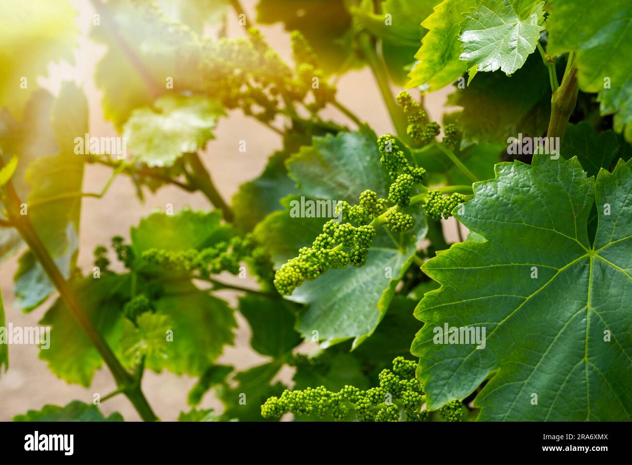 Vine industry hi-res stock photography and images - Alamy