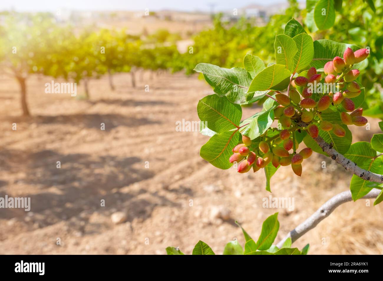 Pistachio tree in Gaziantep City, Turkey. Orchard of Ripening Pistachio ...