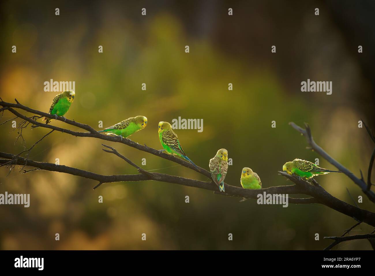 Budgerigar - Melopsittacus undulatus also common parakeet, shell ...