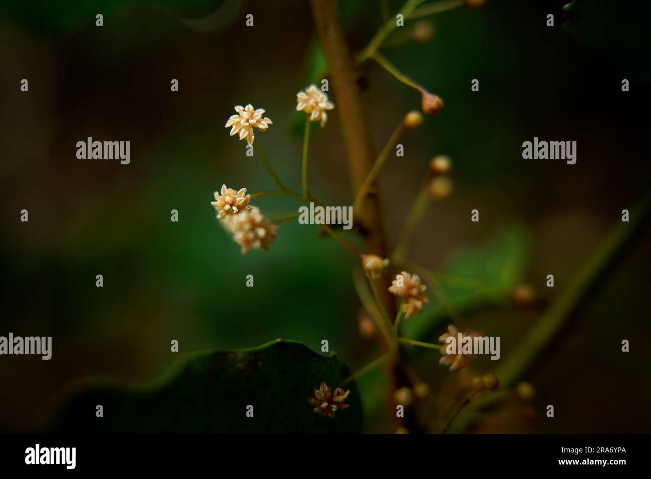 Amborella hi-res stock photography and images - Alamy