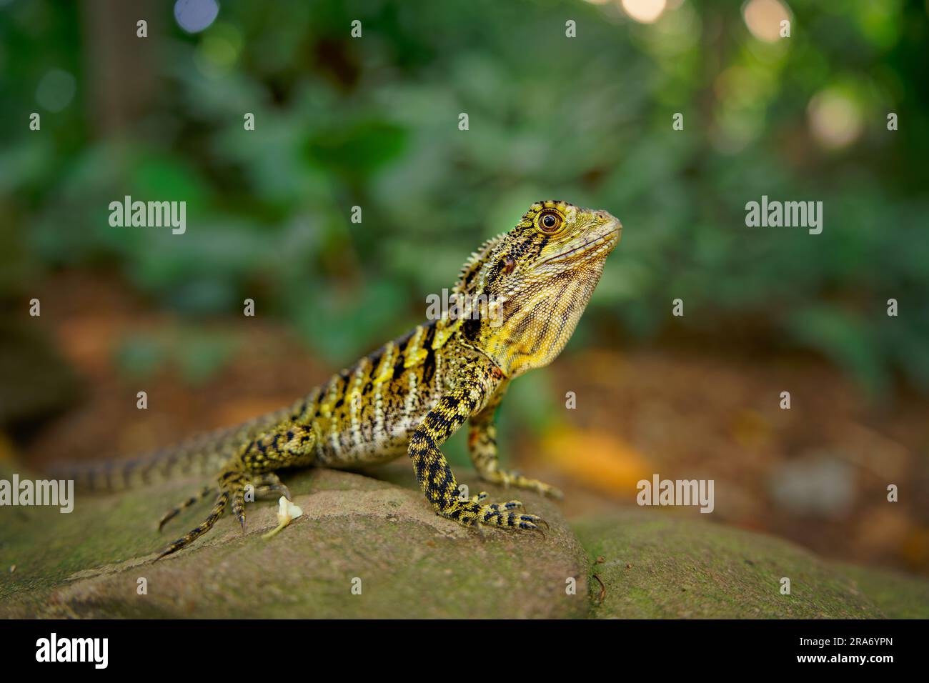 Australian Water Dragon - Intellagama or Physignathus lesueurii ...