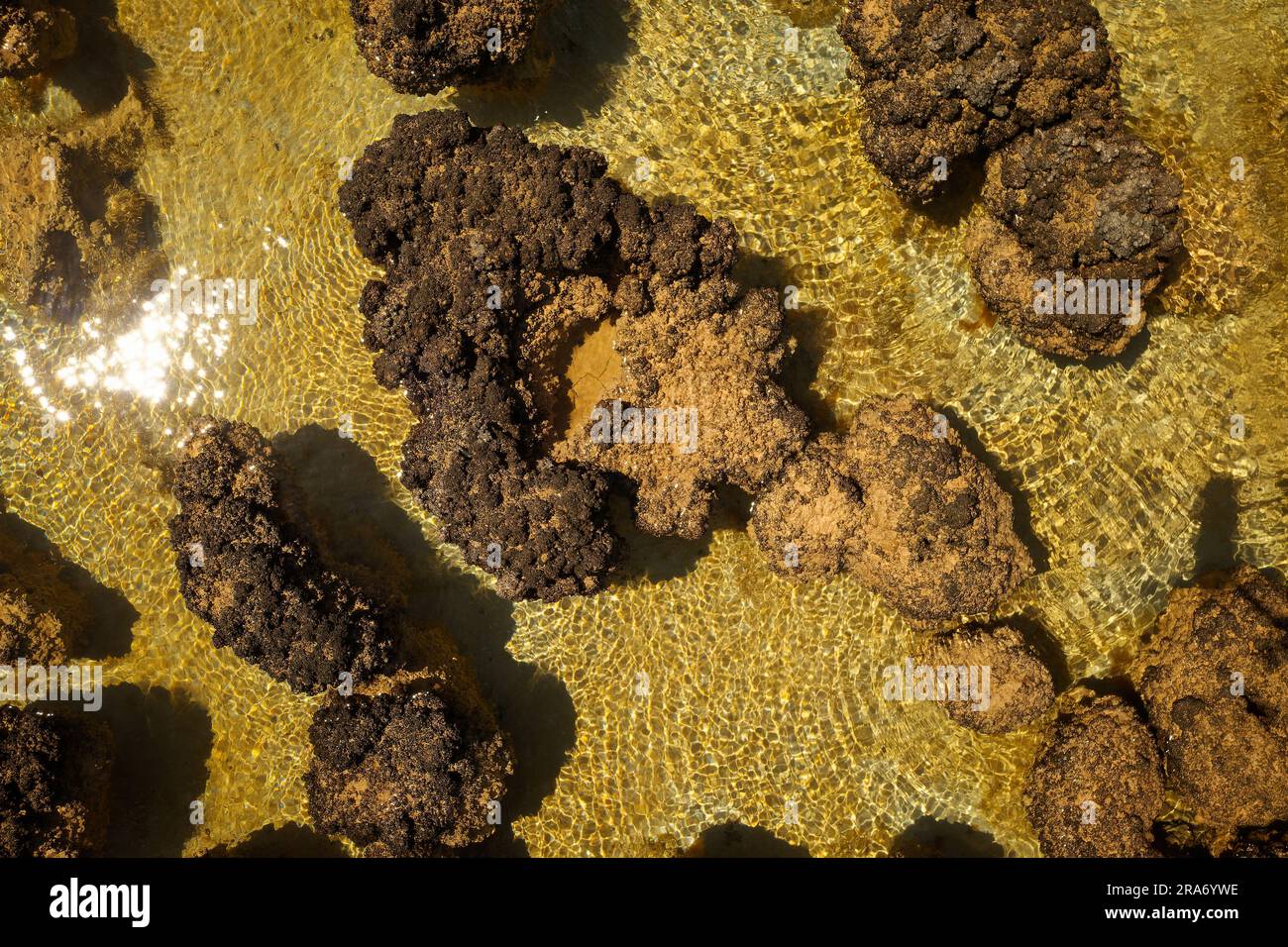 Hamelin Pool Marine Nature Reserve in the UNESCO World Heritage–listed ...
