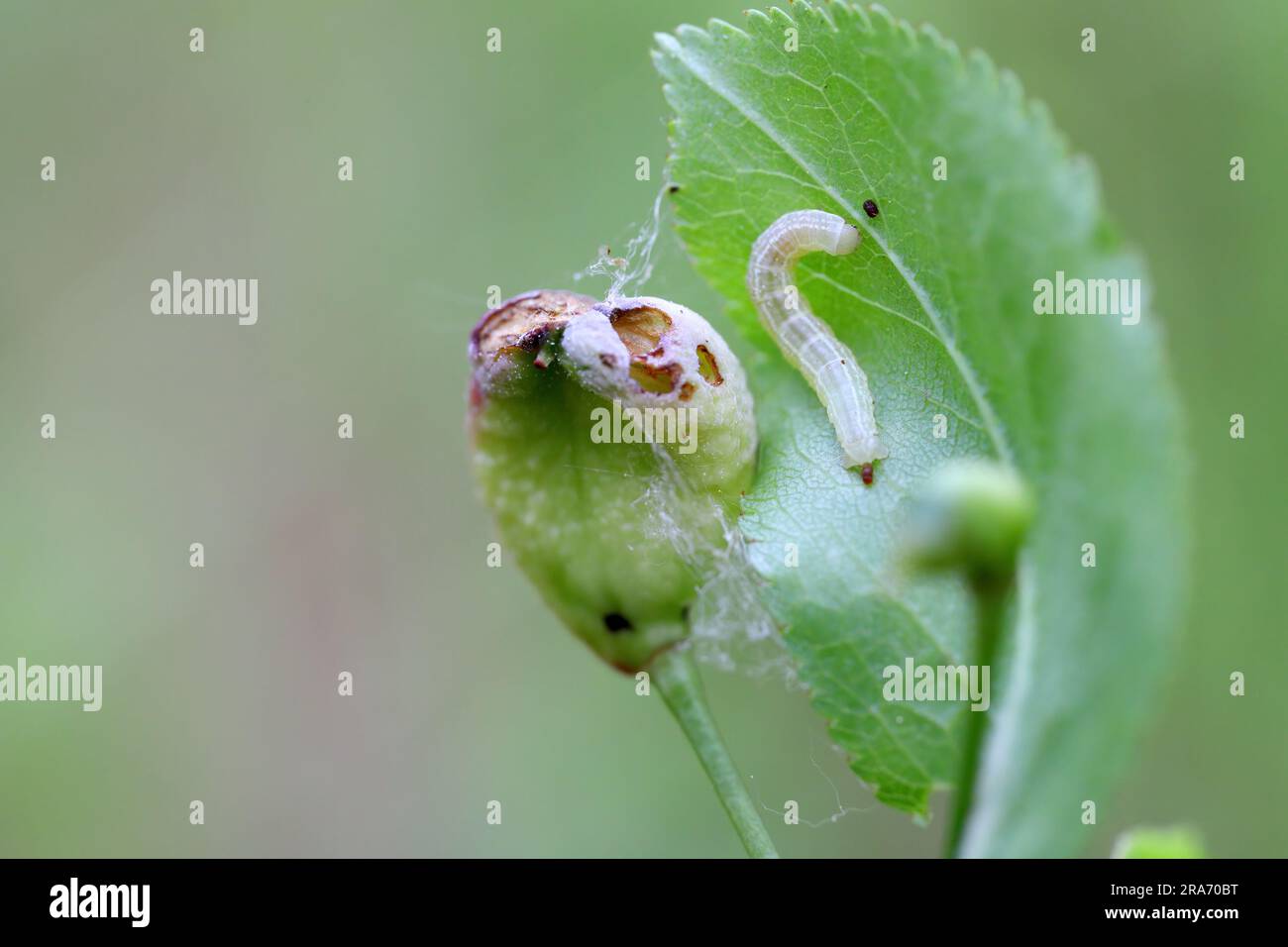 Winter moth (Operophtera brumata) caterpillar on the plum tree. Damaged ...