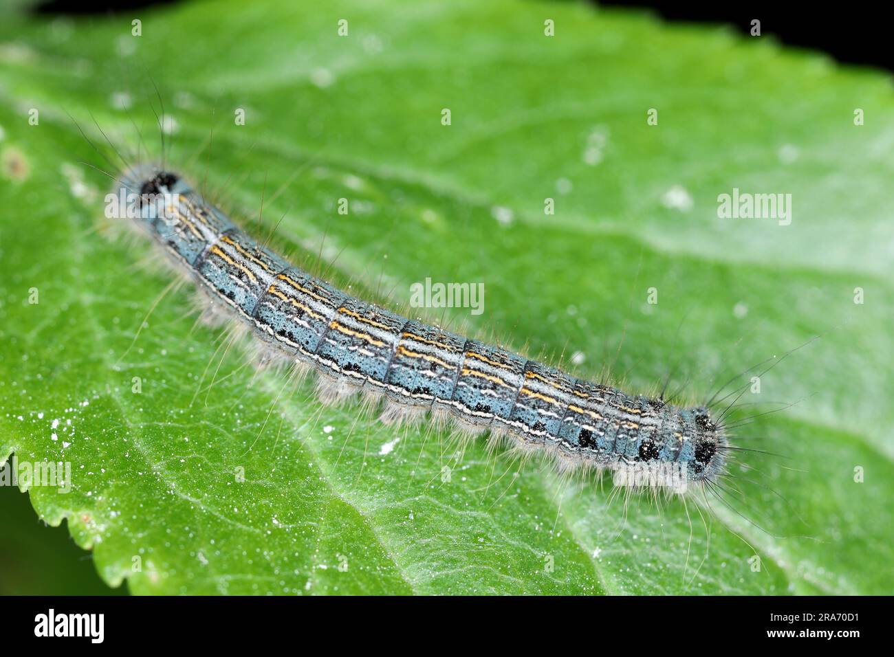 Lackey moth (Malacosoma neustria) is a moth native to Eurasia and ...