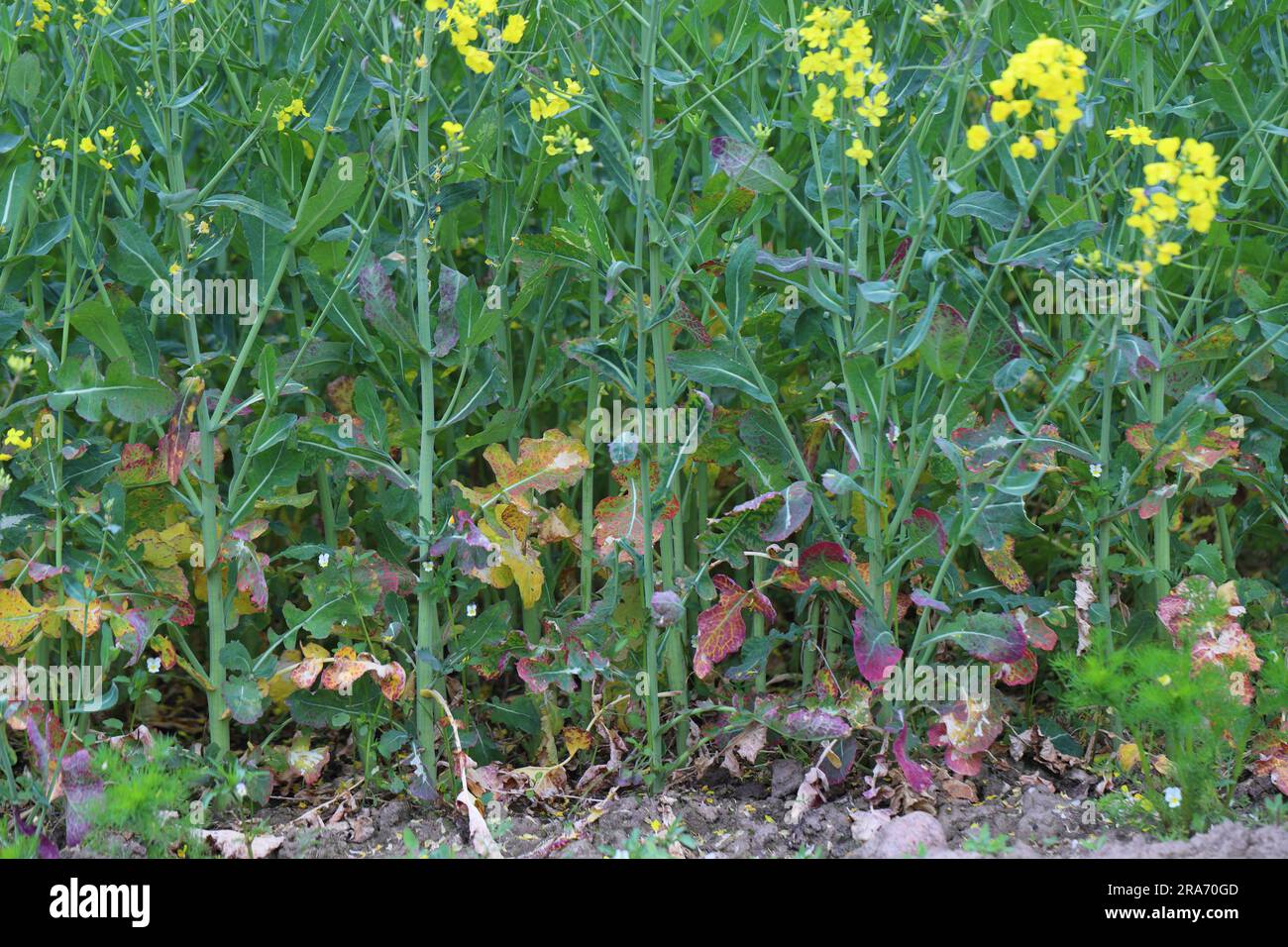 Winter rapeseed plants during vegetation with visible nutrient ...