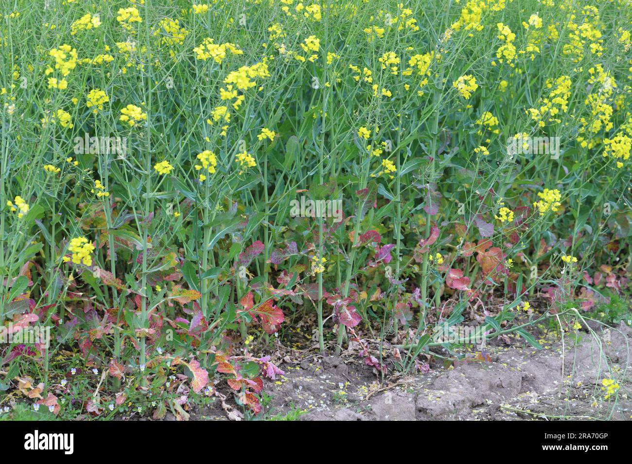 Winter rapeseed plants during vegetation with visible nutrient ...