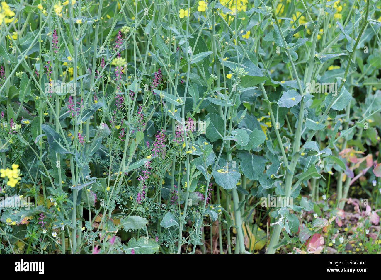 Winter rapeseed plants during vegetation with blooming weeds visible ...