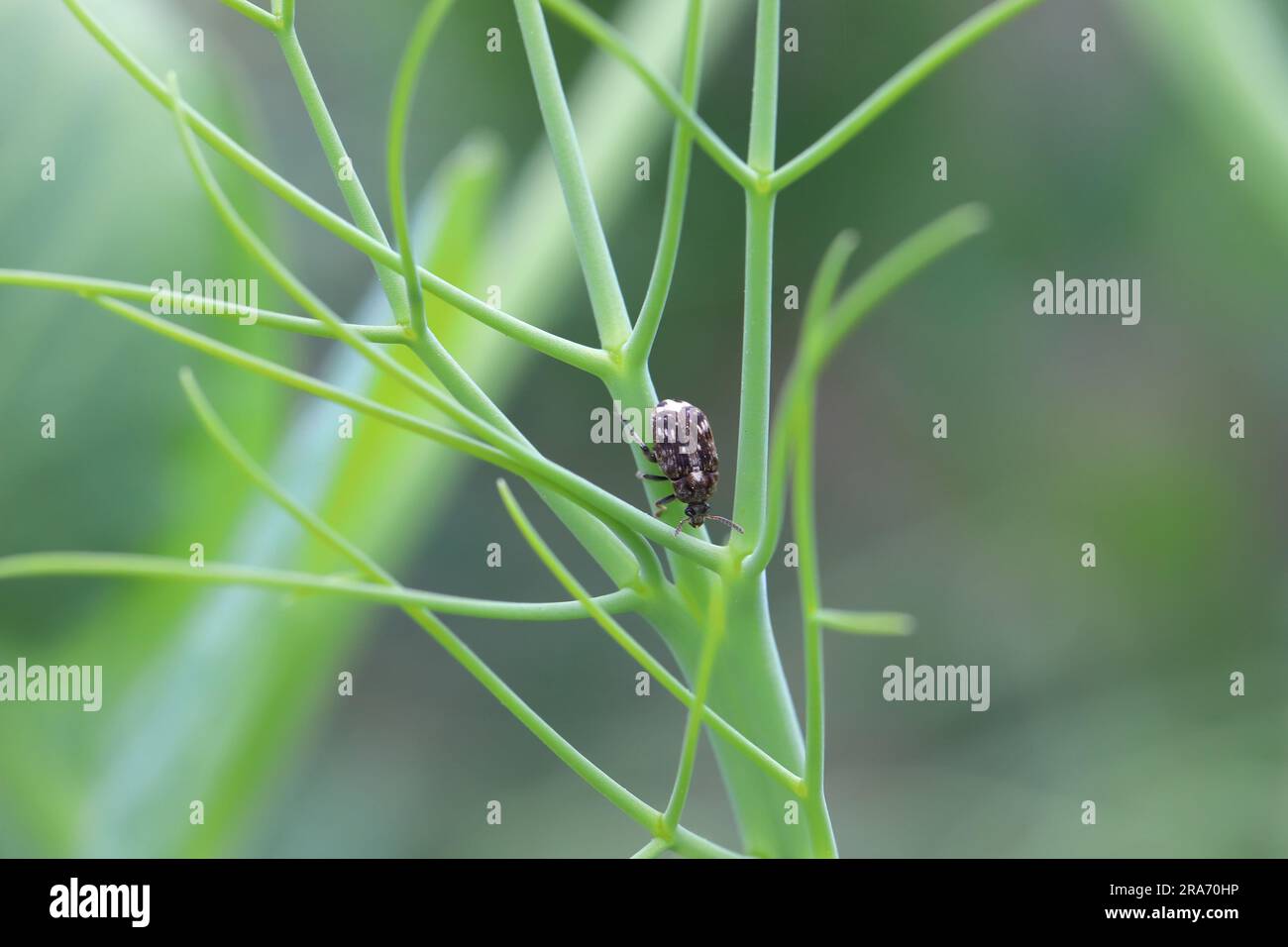 Pea seed beetle (Bruchus pisorum) adult on a pea plant Stock Photo - Alamy