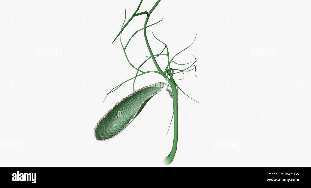 Female gallbladder Cut Out Stock Images & Pictures - Alamy