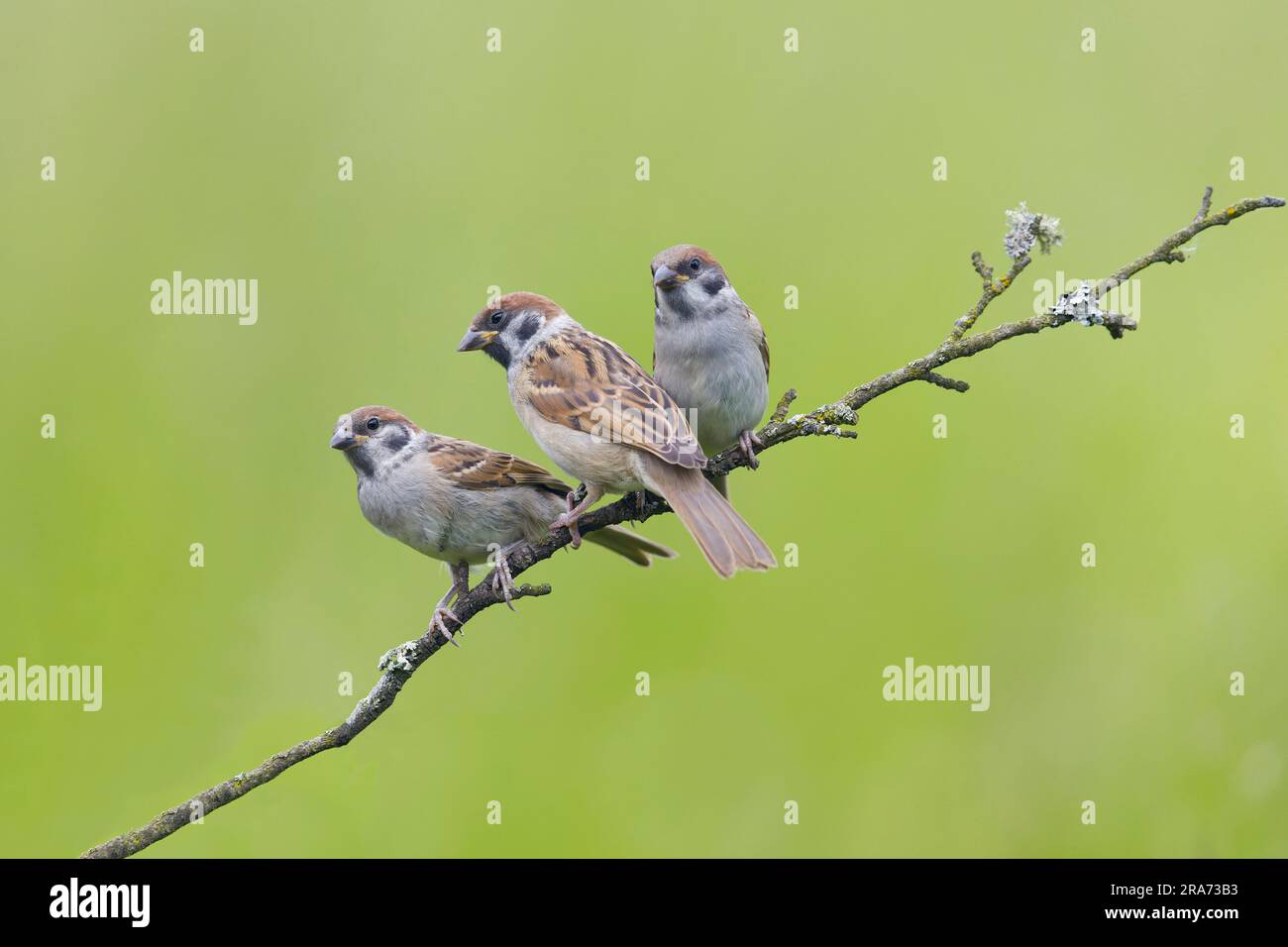 Juvenile tree sparrow hi-res stock photography and images - Alamy