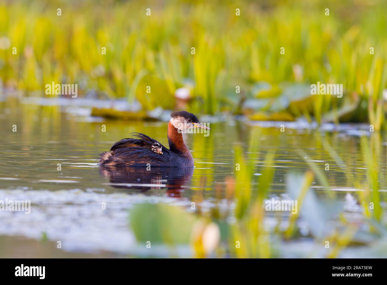 Red-necked grebe Podiceps grisegena, breeding plumage adult swimming ...
